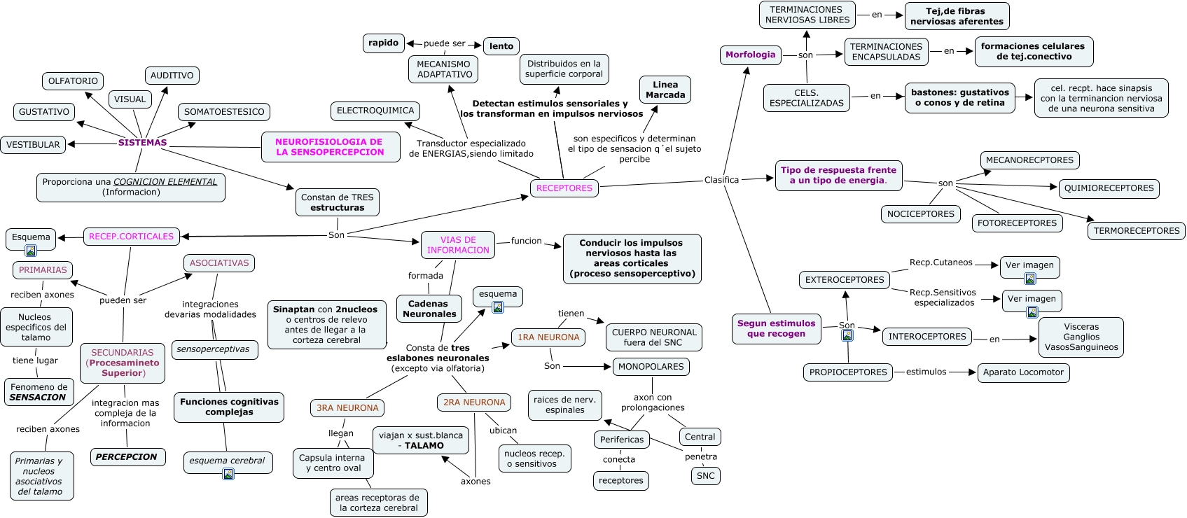 NEUROFISIOLOGIA DE LA SENSOPERCEPCION